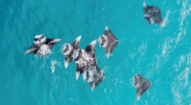 Stay at The Westin Maldives Miriandhoo Resort and swim with manta rays ...